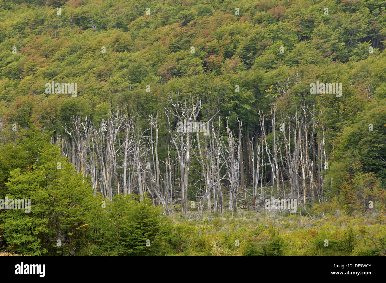 Lenga wood hi-res stock photography and images - Alamy