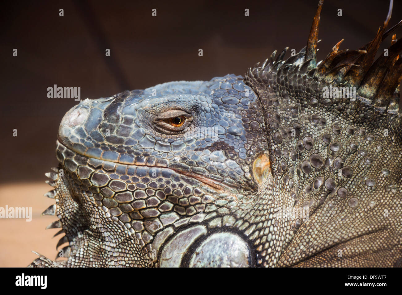 A Close Up of a Green Iguana's Face Stock Photo - Alamy