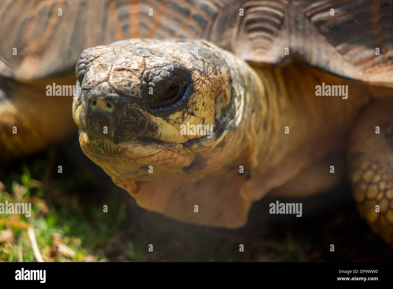 A Close Up of a Radiated Tortoise's Face Stock Photo - Alamy