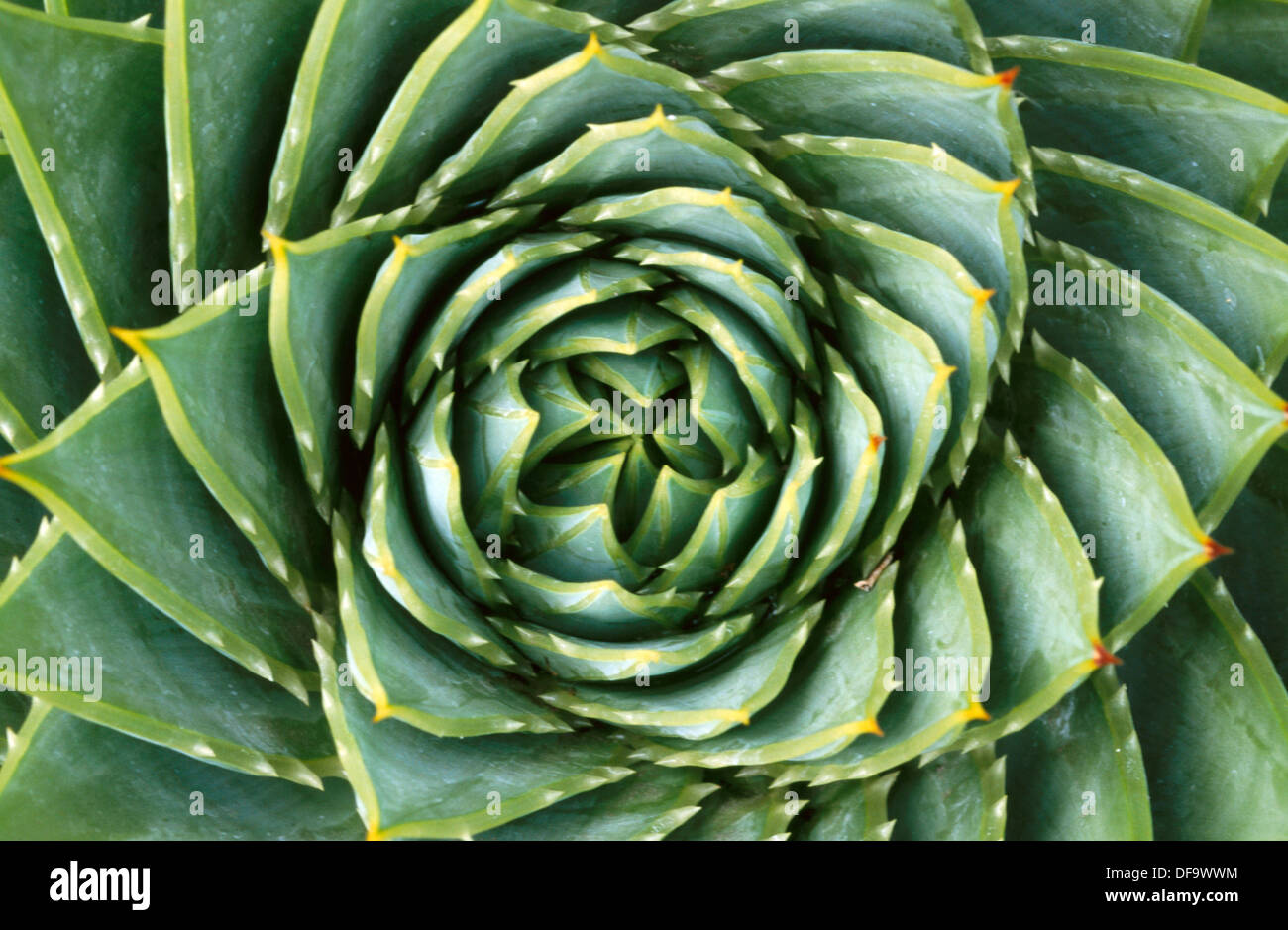 Spiral Aloe Aloe Polyphylla High Resolution Stock Photography and ...