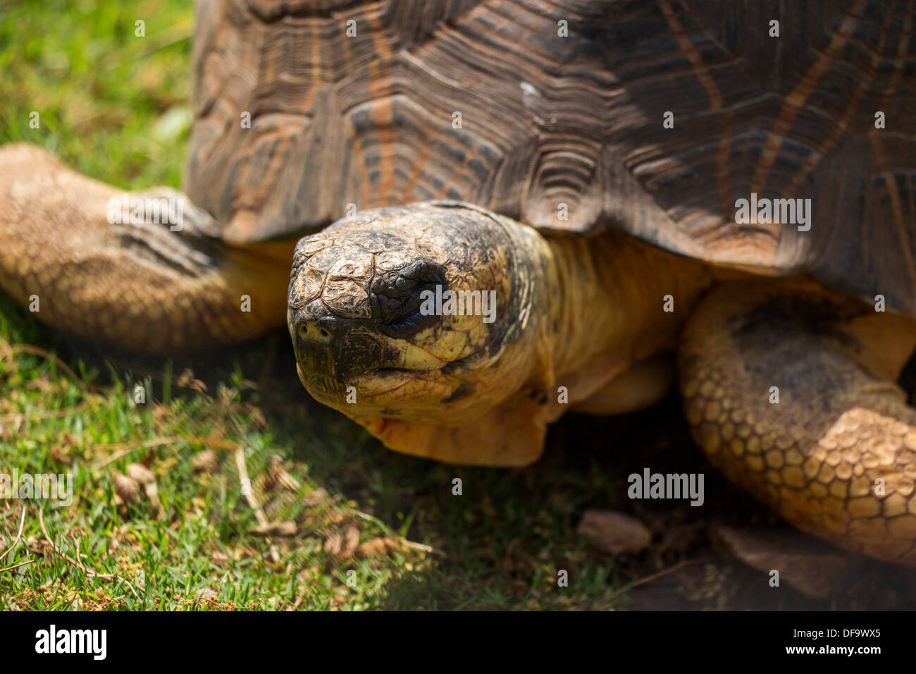 Radiated tortoises face hi-res stock photography and images - Alamy