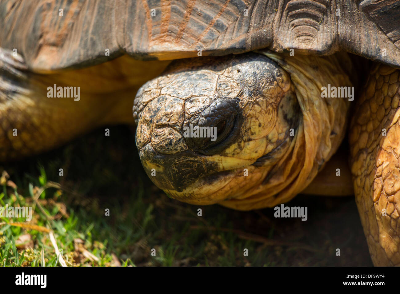 A Close Up of a Radiated Tortoise's Face Stock Photo - Alamy