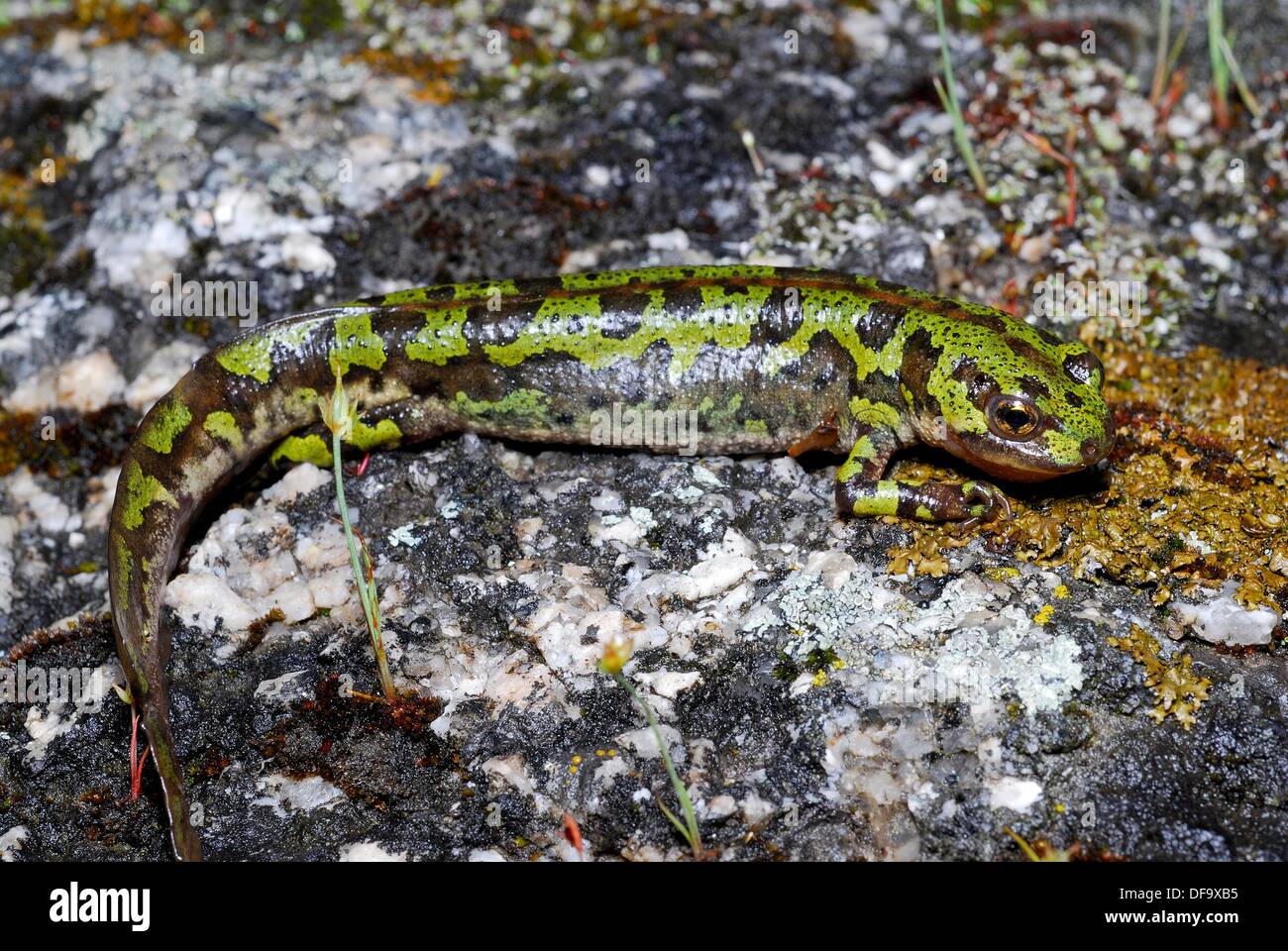 Triton triton marmoratus hi-res stock photography and images - Alamy