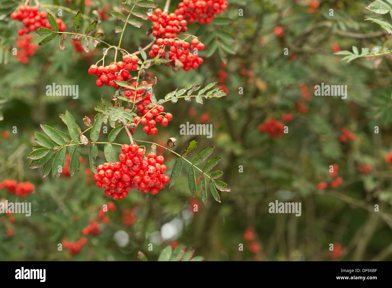 lots of ripe red berries of Mountain ash tree hanging ready to be eaten ...