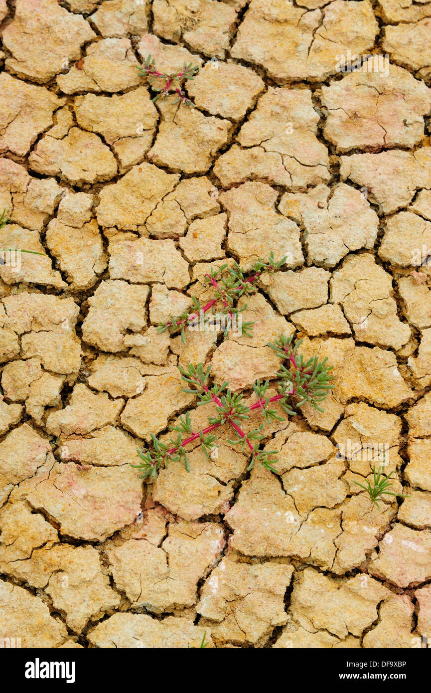 Patterns in cracked mud with Russian Thistle seedlings Stock Photo - Alamy