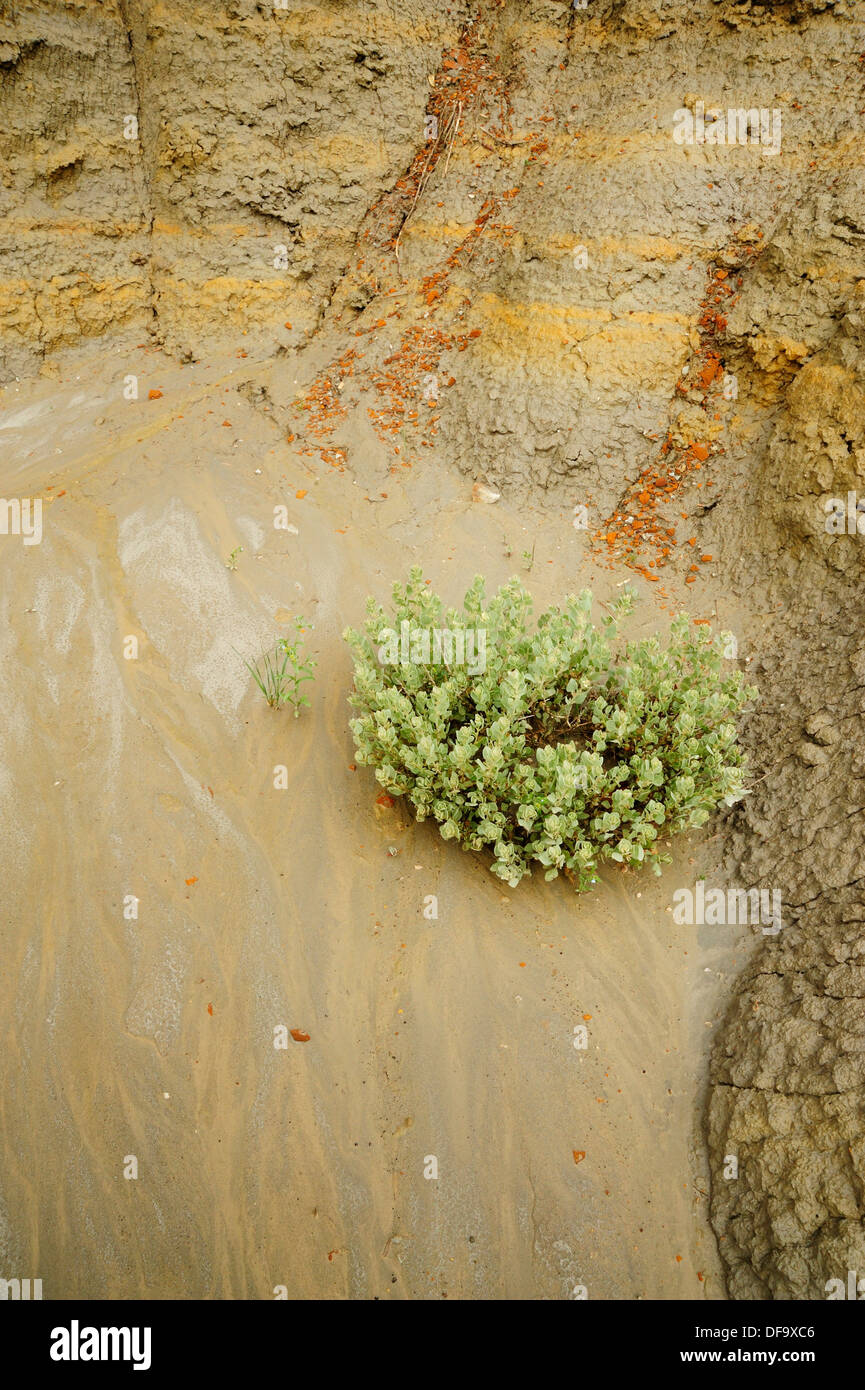 Shrub at base of bentonite mound, with runoff patterns Stock Photo - Alamy