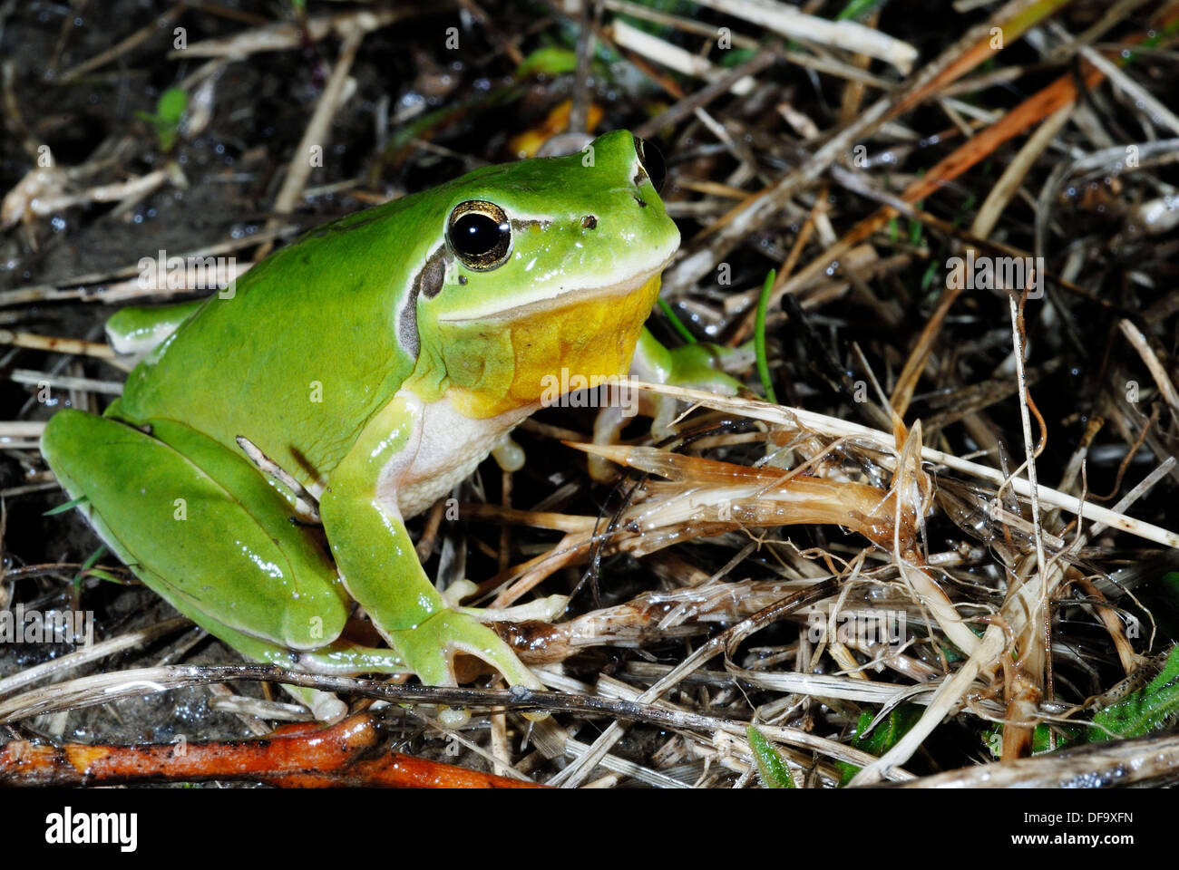 Southern Frog Hyla meridionalis, in a pond near of Valliguieres, a town ...