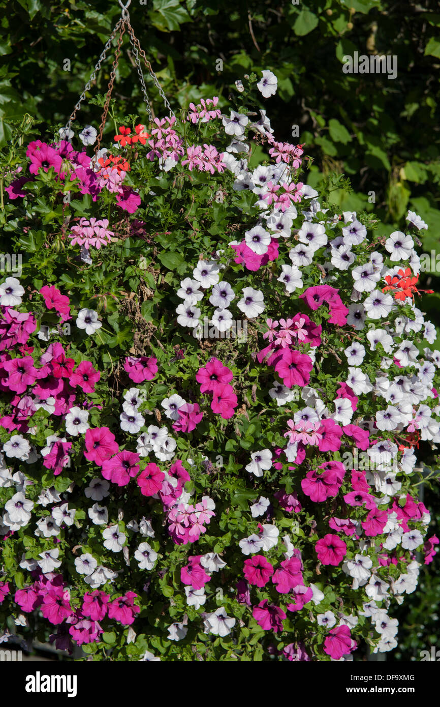 Morning glories hi-res stock photography and images - Alamy