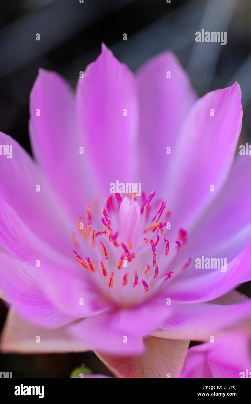 Lewisia rediviva pink hi-res stock photography and images - Alamy