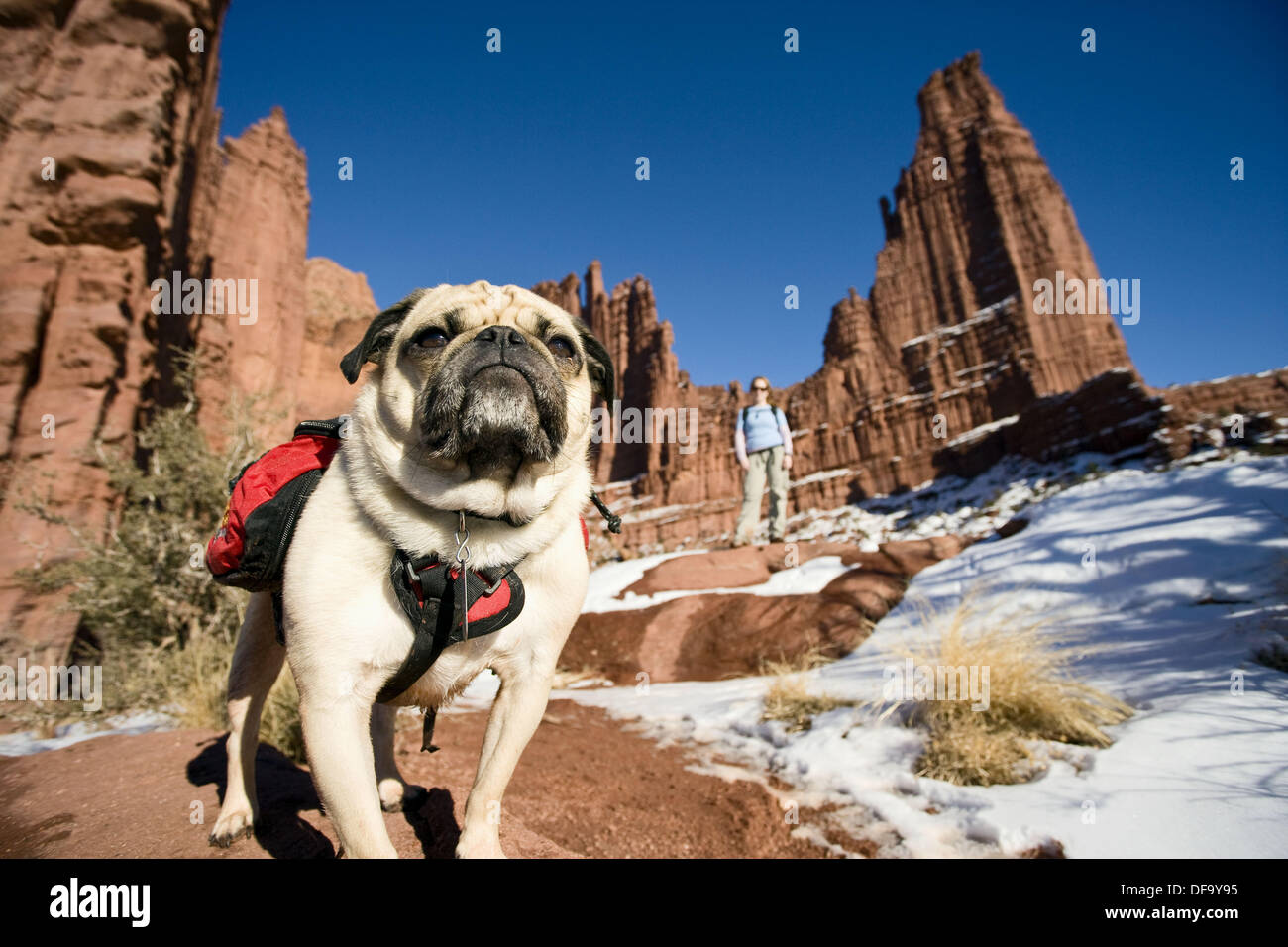 Pug dog wearing backpack stands on trail as owner looks on from ...