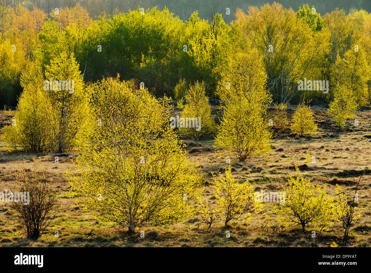 Spring trees around Kelly Lake Stock Photo - Alamy