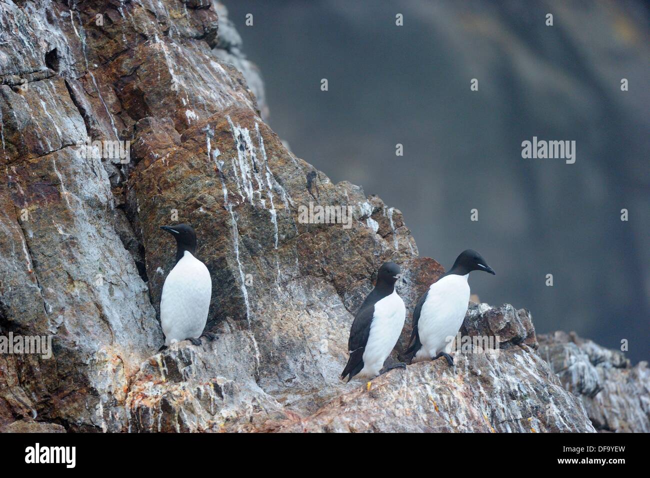 Baffin Island Cliffs High Resolution Stock Photography and Images - Alamy