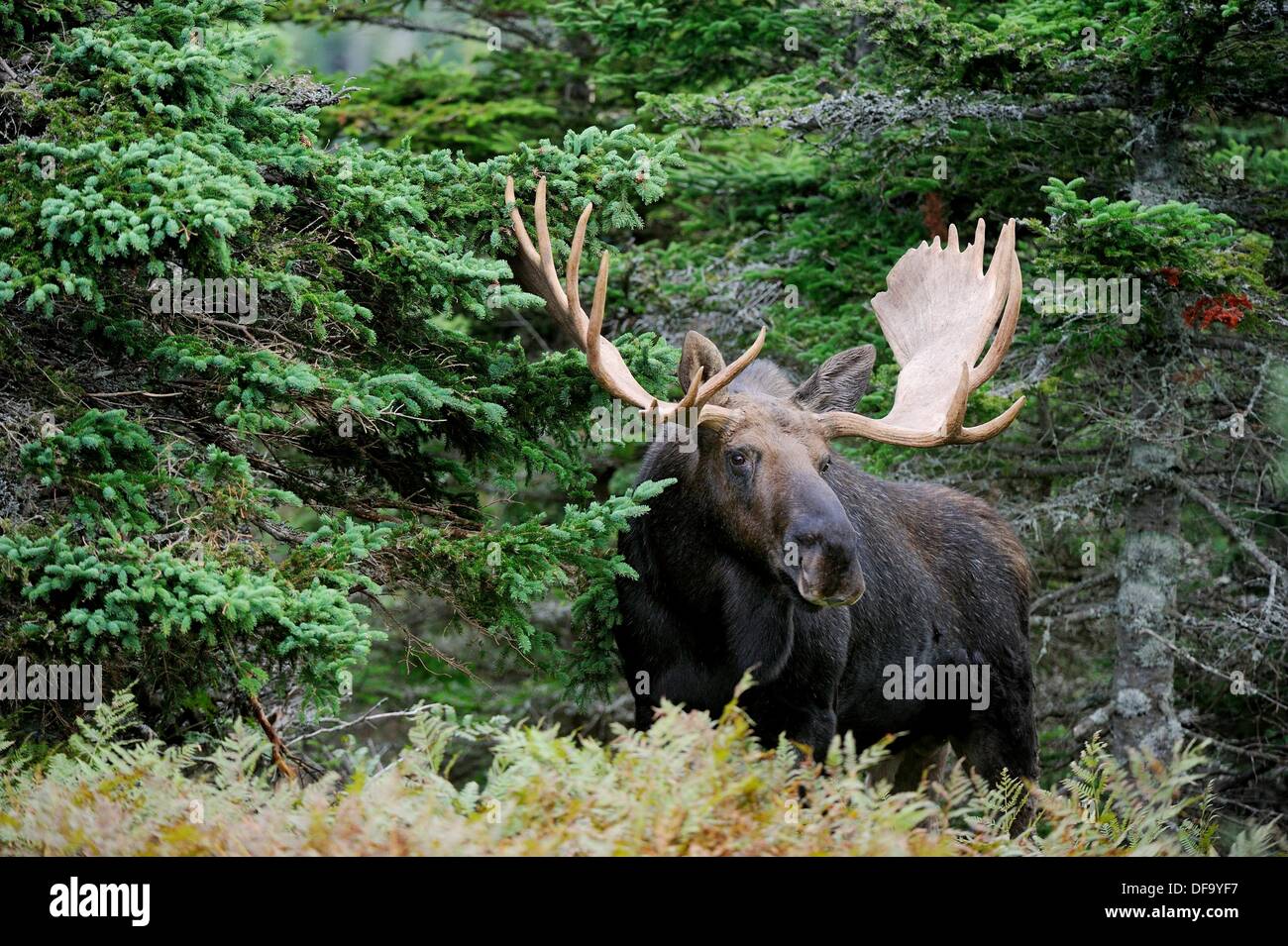 Bull moose portrait Alces alces Cap Breton Highlands National Park ...