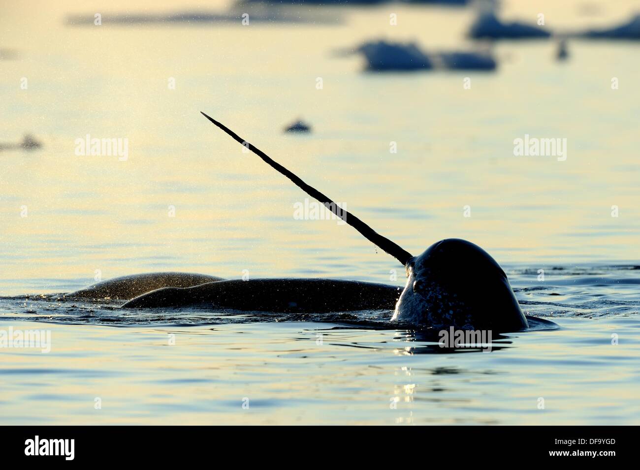 Narwhals hi-res stock photography and images - Alamy