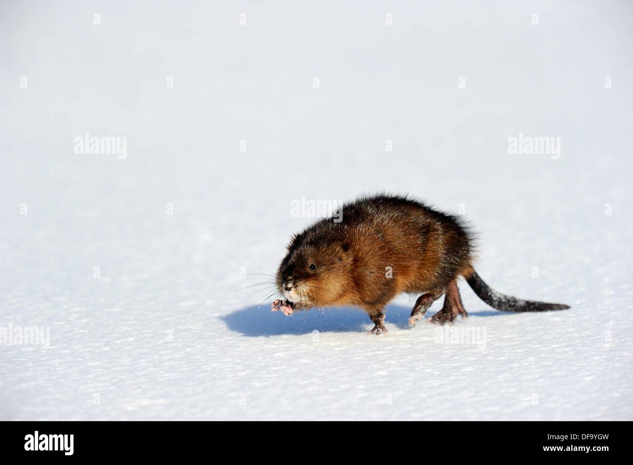 White muskrat hi-res stock photography and images - Alamy