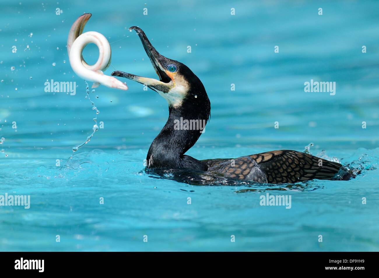 Cormorant Eating An Eel High Resolution Stock Photography and Images ...
