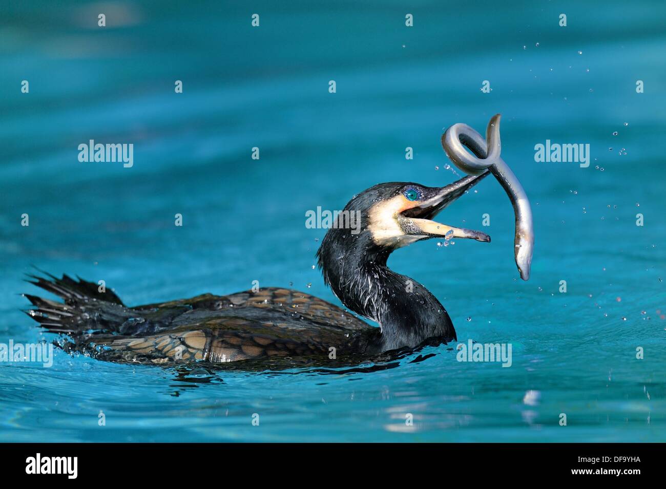 Cormorant Eating An Eel High Resolution Stock Photography and Images ...