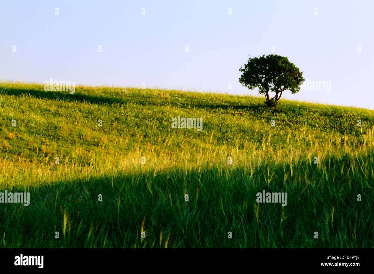 Western juniper woodland hi-res stock photography and images - Alamy