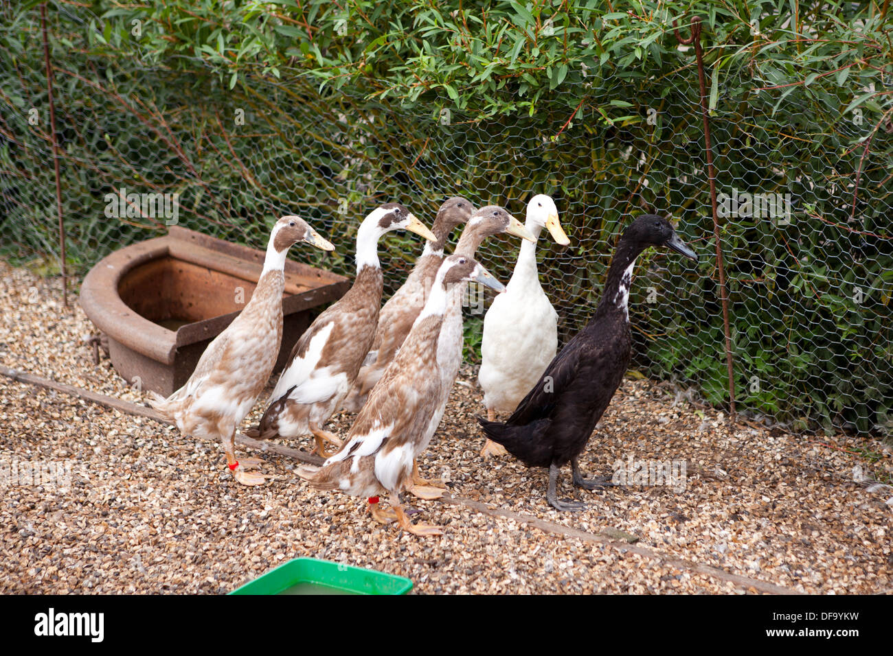 animal farm ducks Stock Photo - Alamy
