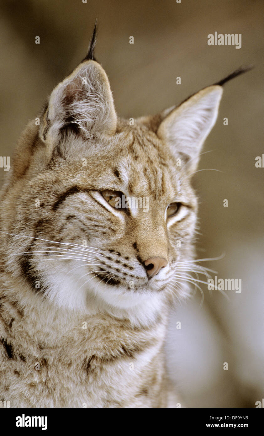 Lynx headshot hi-res stock photography and images - Alamy