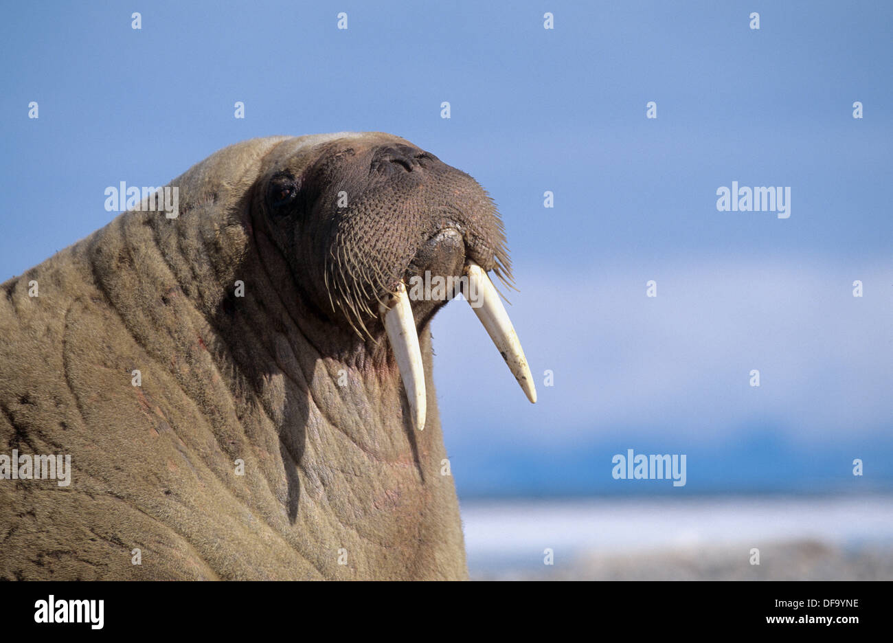 Atlantic walrus (Odobenus rosmarus), Prinz Karl Forland Island ...