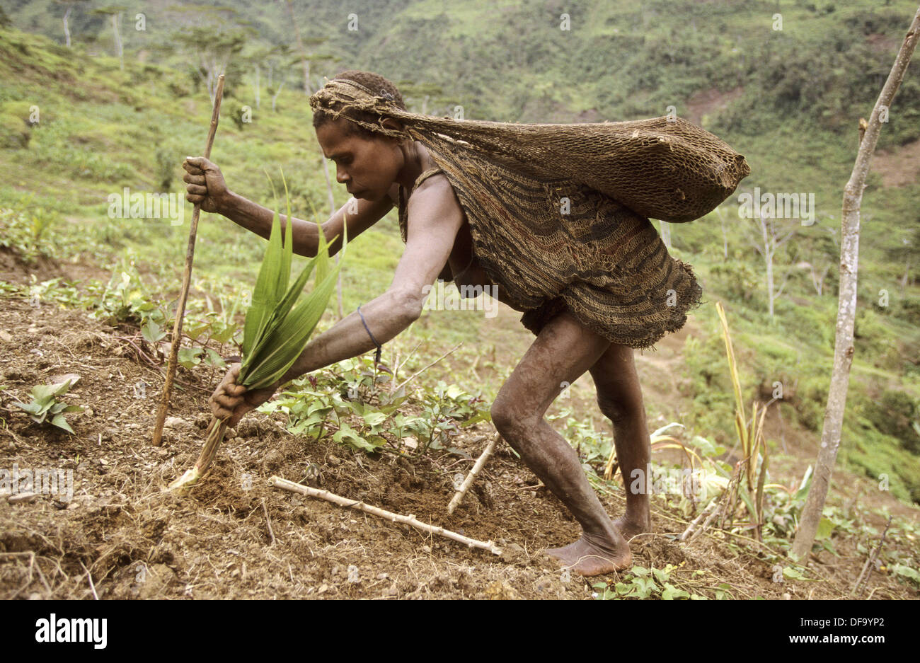 Yali tribe hi-res stock photography and images - Alamy