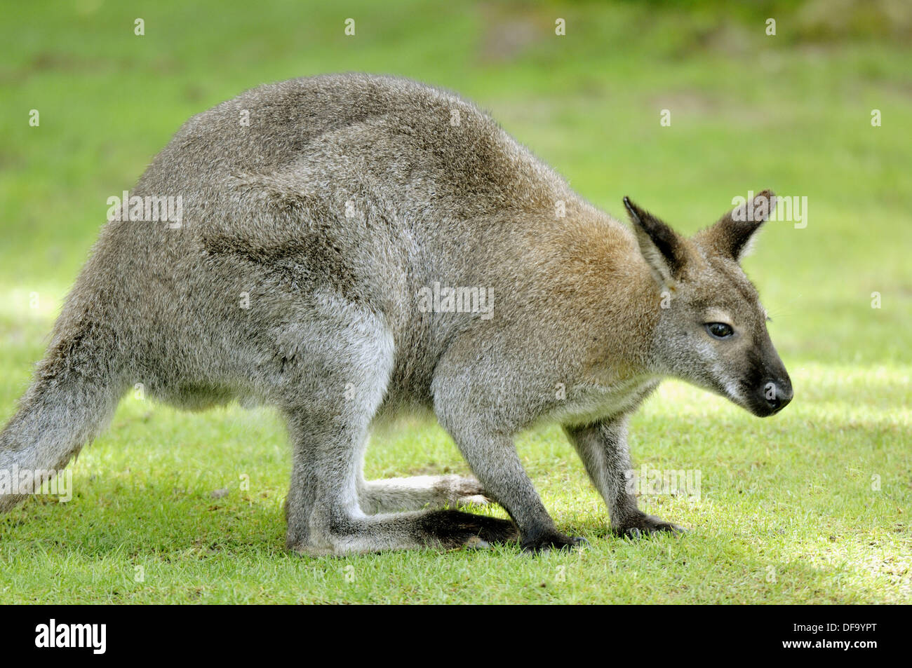 Red List Of Endangered Species