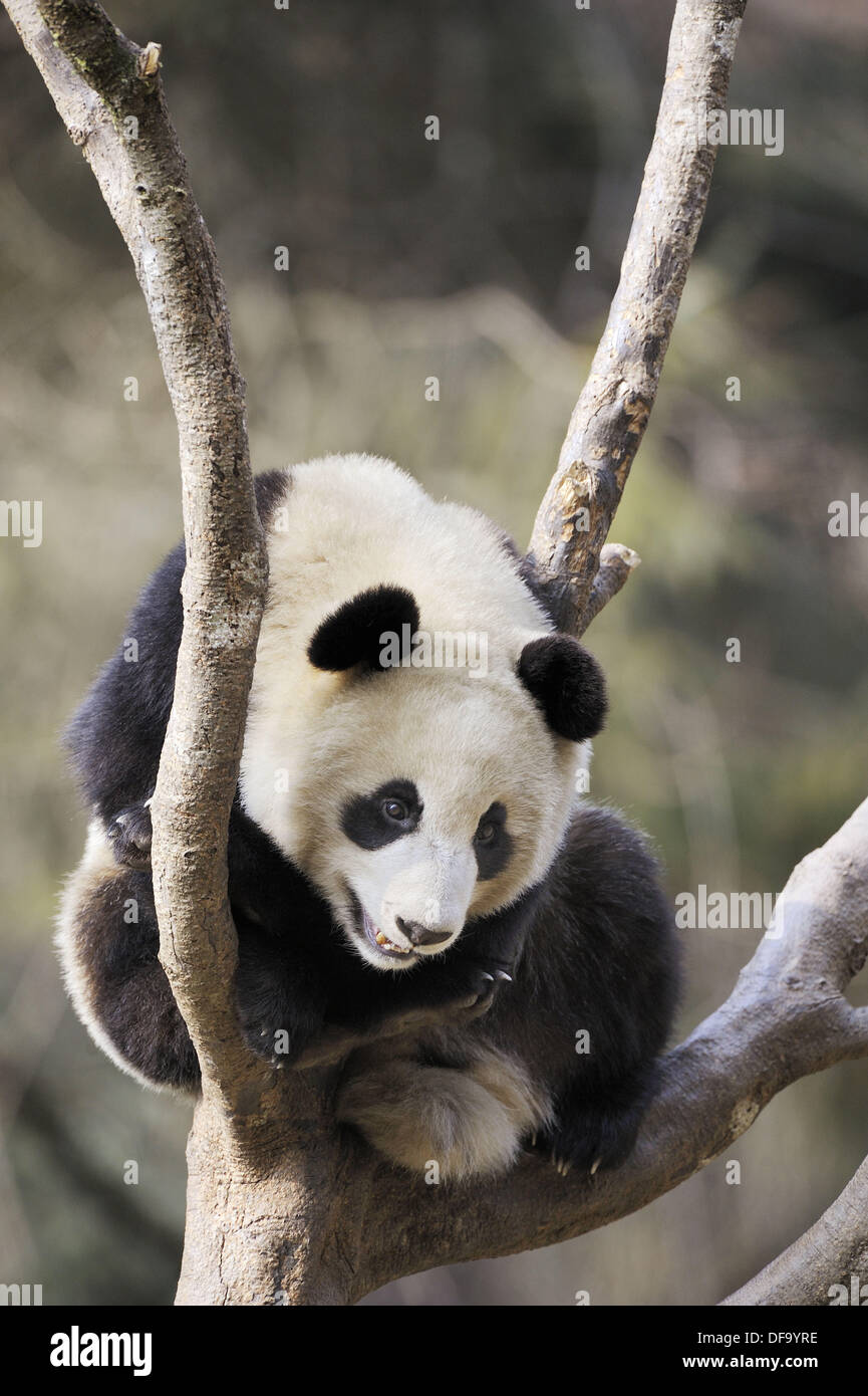 Panda climb up hi-res stock photography and images - Alamy