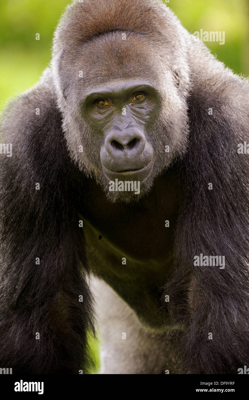 Gorilla Head High Resolution Stock Photography and Images - Alamy