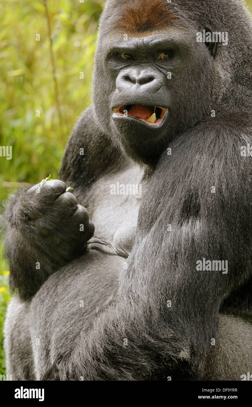 Male silverback western lowland gorilla hi-res stock photography and ...
