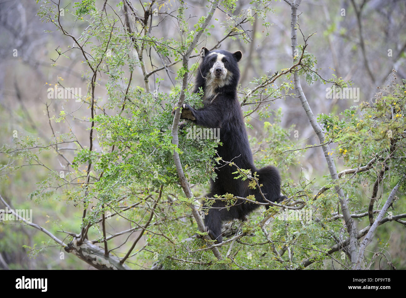 Spectacled bear peru hi-res stock photography and images - Alamy