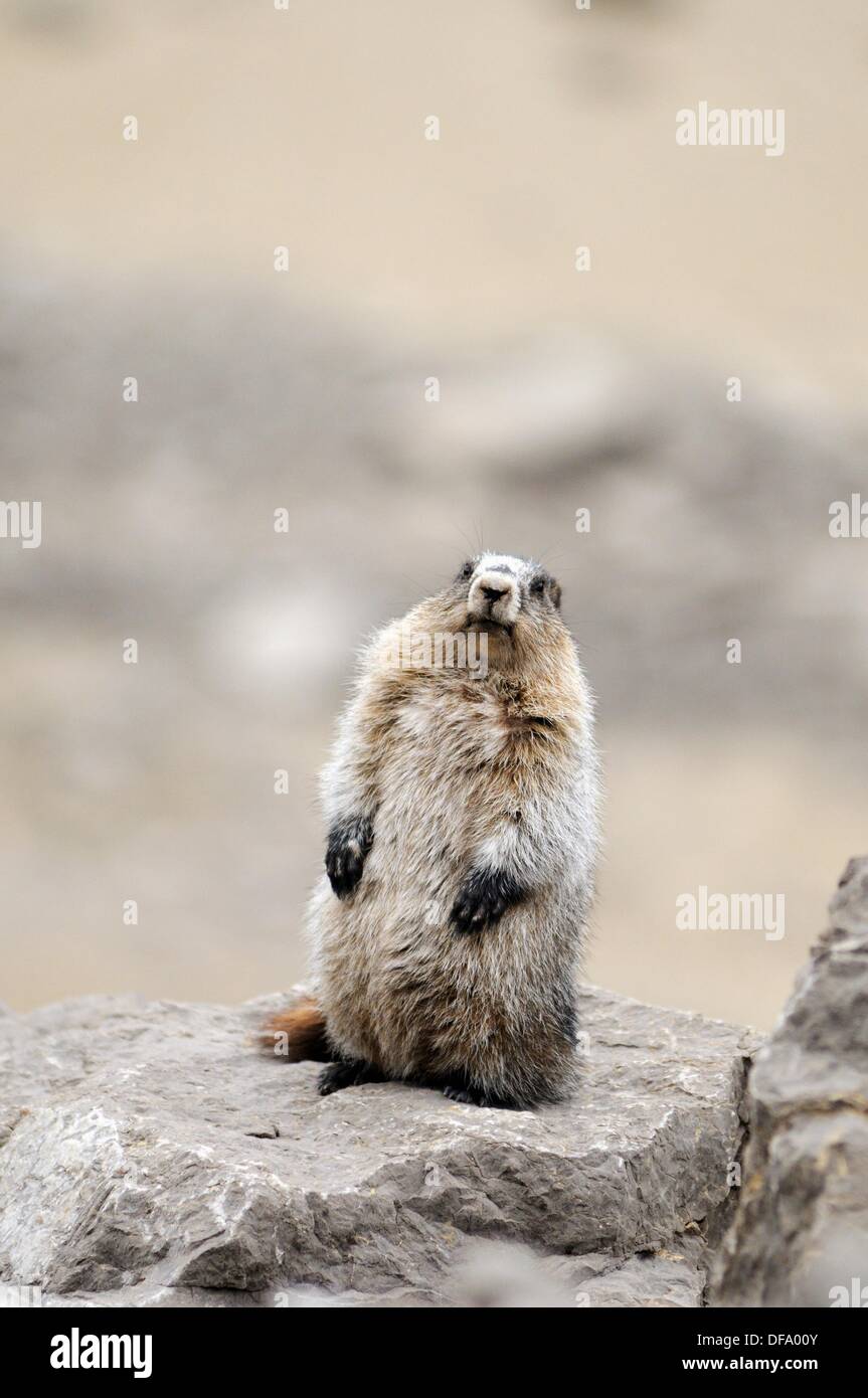 Fauna marmotta hi-res stock photography and images - Alamy