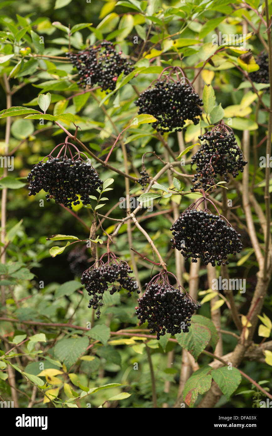 Clusters of ripe Elderberry fruits hanging off branches swollen and ...
