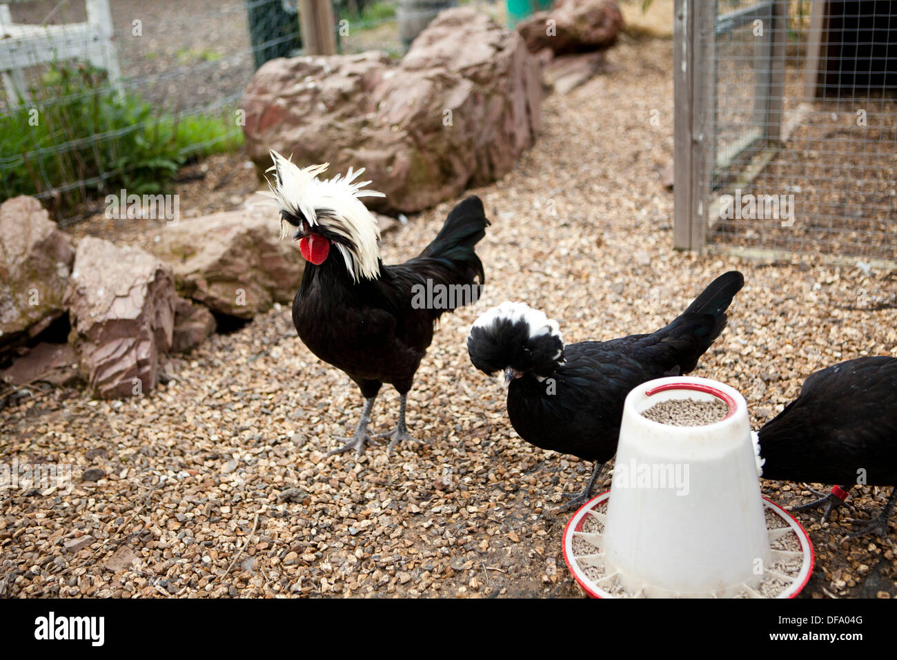 animal farm chicken Stock Photo - Alamy
