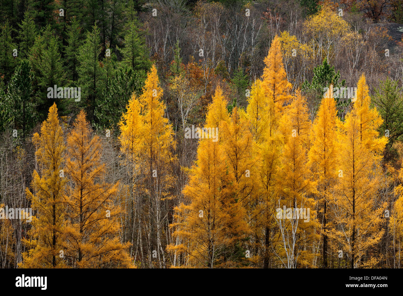 Larix laricina larches hi-res stock photography and images - Alamy