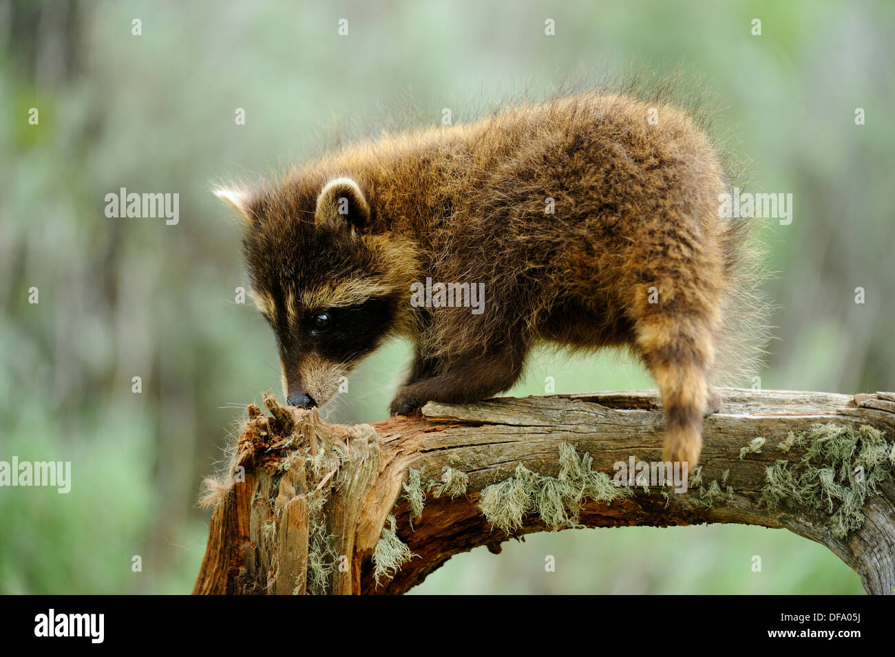 Raccoon model hi-res stock photography and images - Alamy