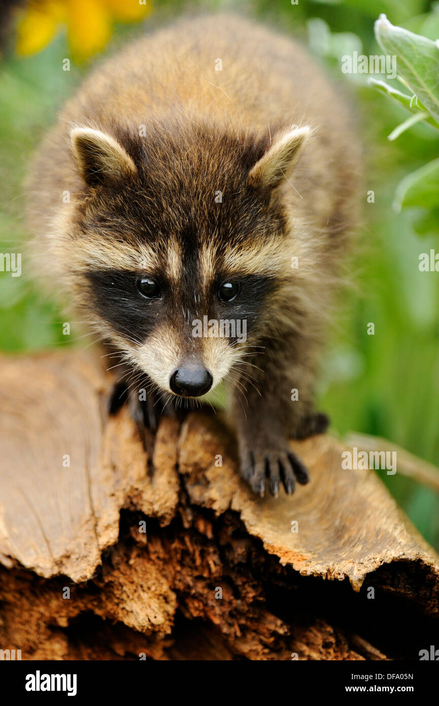 Raccoon Procyon lotor baby- CS Stock Photo - Alamy