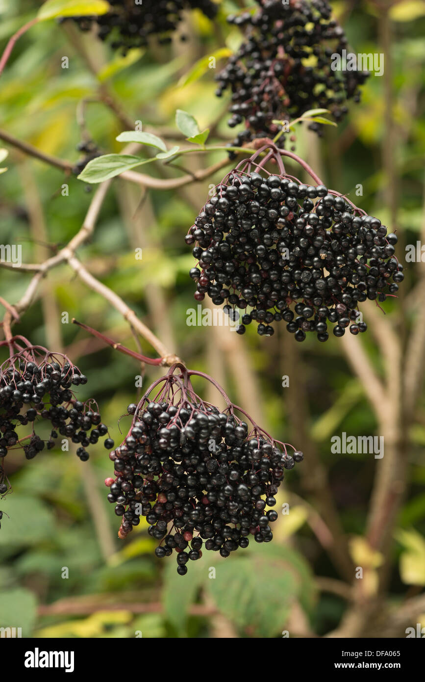 Clusters of ripe Elderberry fruits hanging off branches swollen and ...
