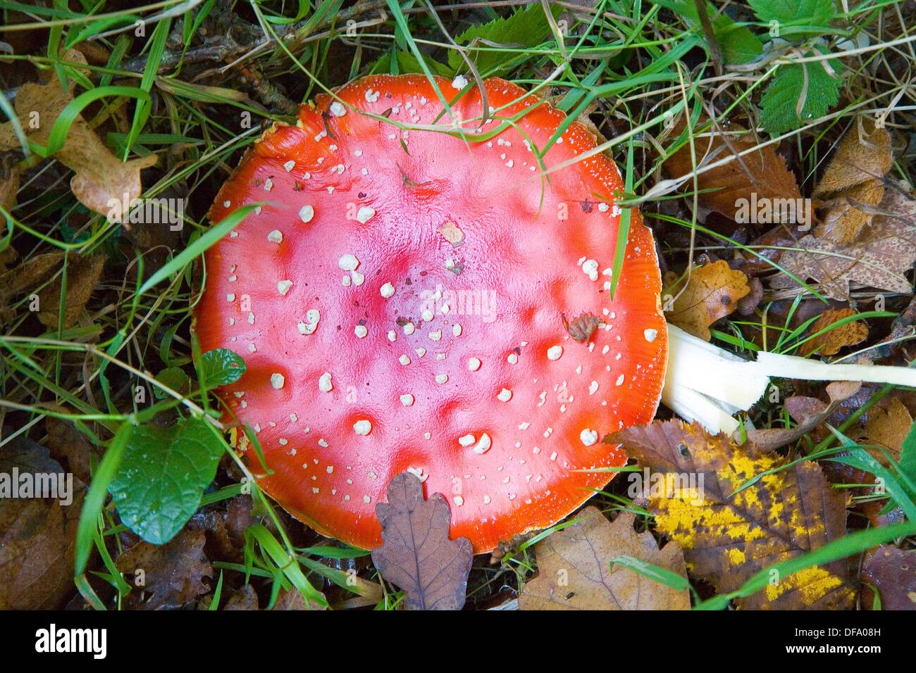 Champignon rouge hi-res stock photography and images - Alamy