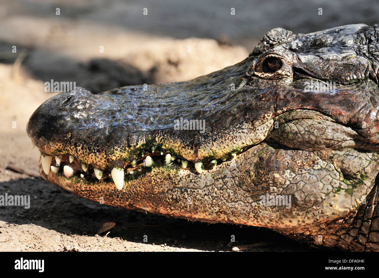 North american alligator habitat High Resolution Stock Photography and ...