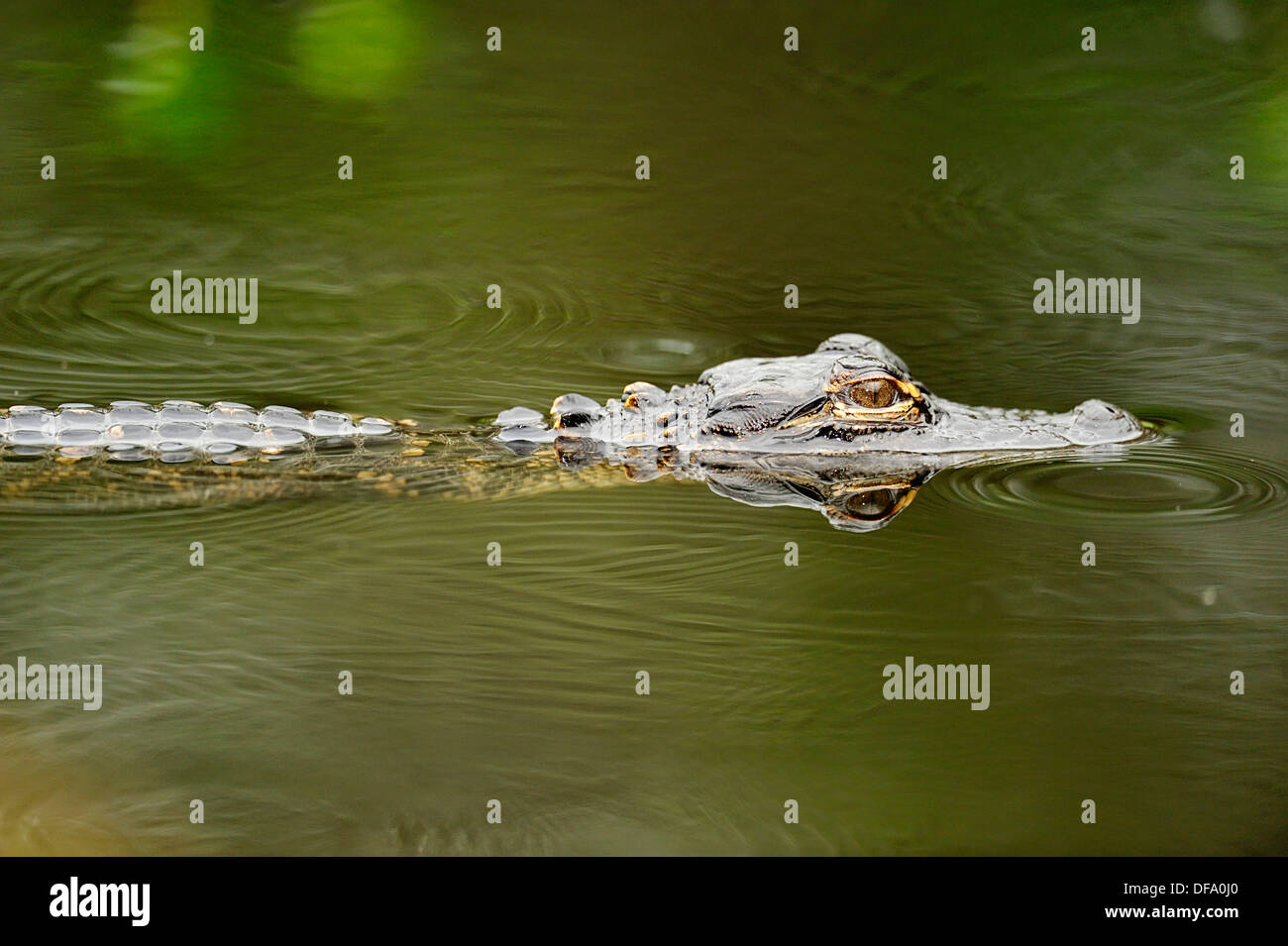 Alligator adaptation hi-res stock photography and images - Alamy