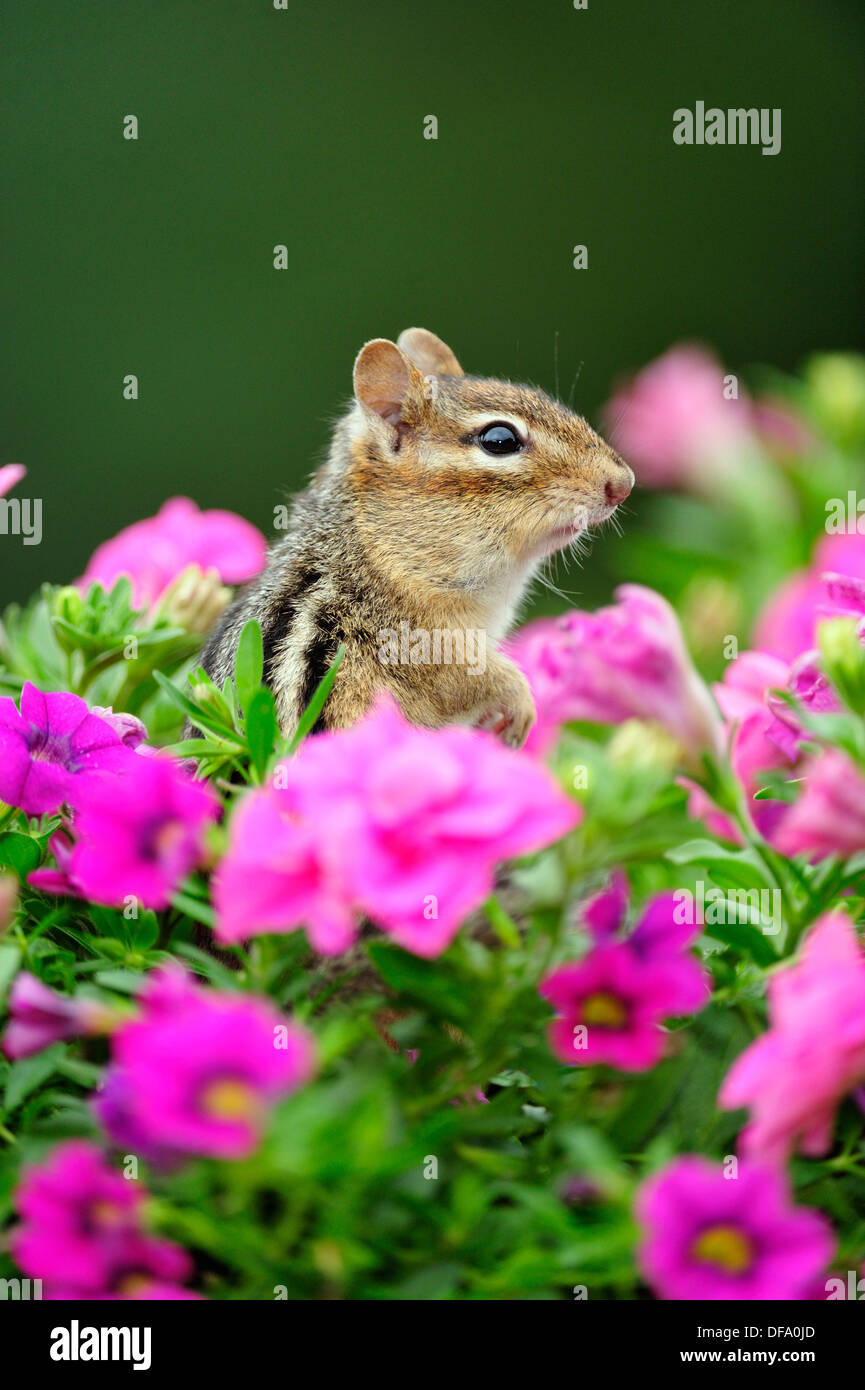 Chipmunk species hi-res stock photography and images - Alamy