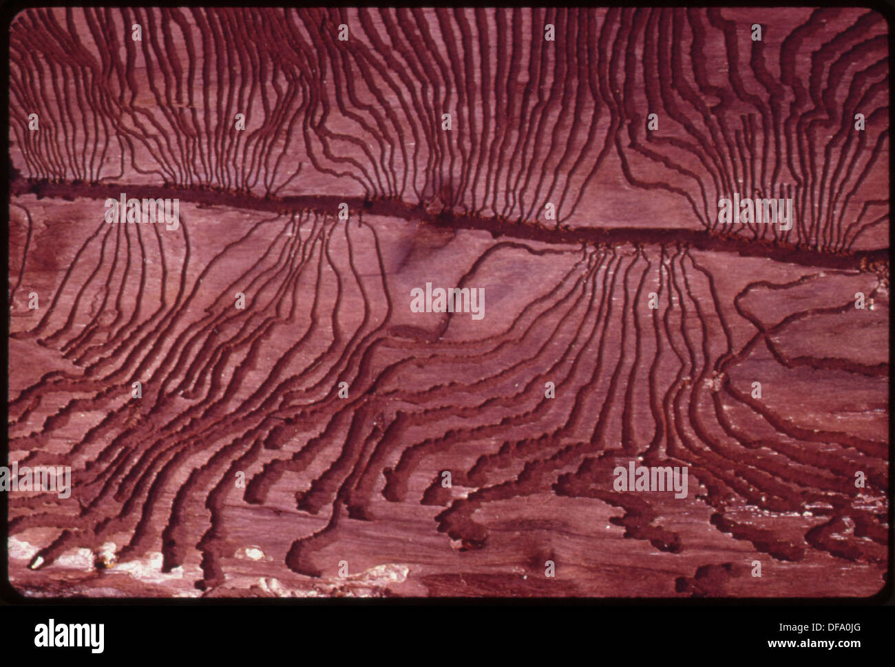 This image shows trails created by beetles feeding on dead Douglas Fir ...