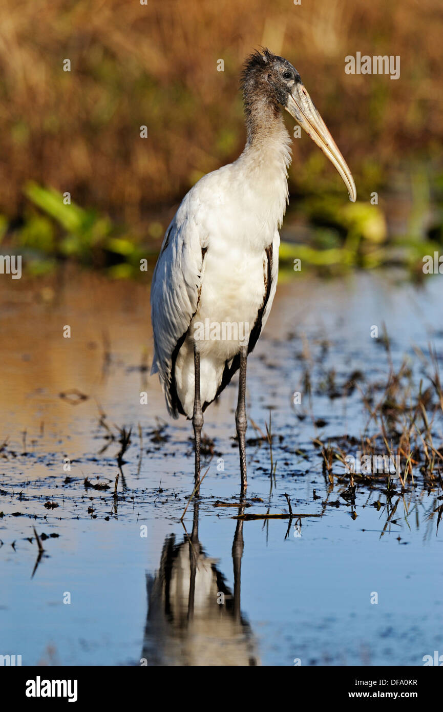 Native north american stork hi-res stock photography and images - Alamy