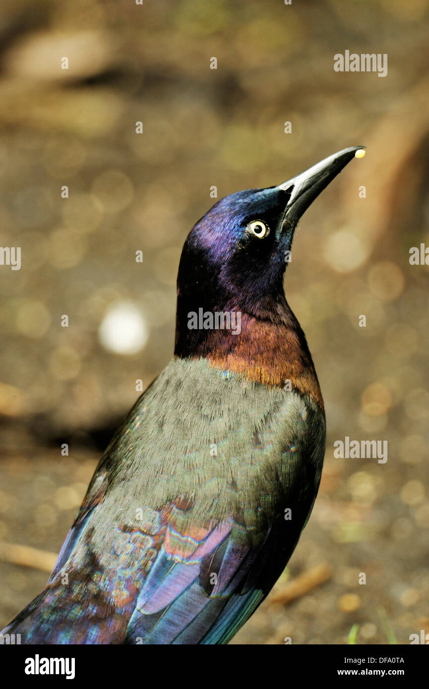 Singular species hi-res stock photography and images - Alamy
