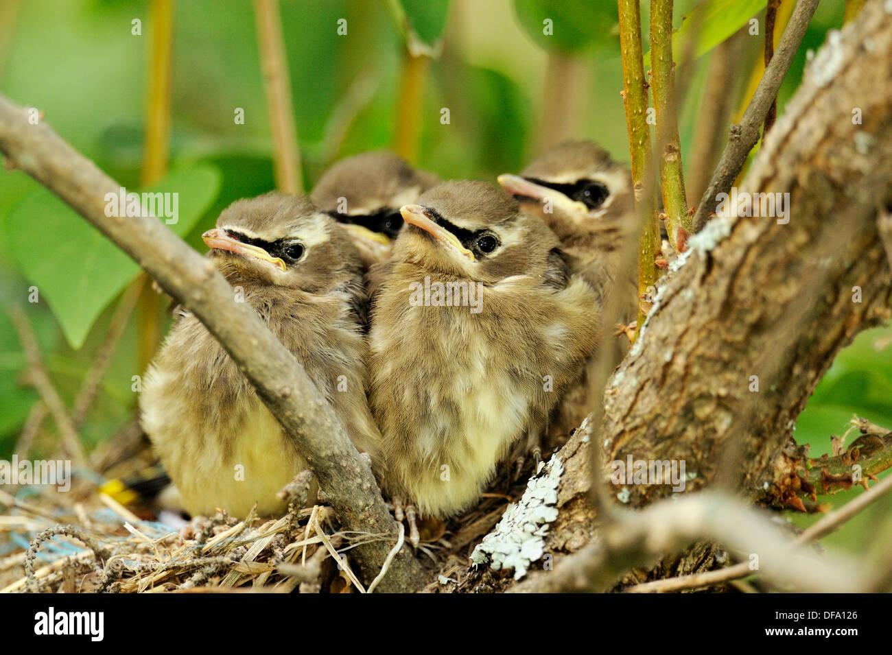 Cedar Waxwing Bombycilla cedrorum Young in nest Stock Photo - Alamy