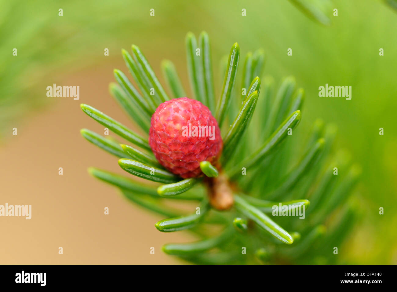 White Spruce Picea Glauca High Resolution Stock Photography and Images ...