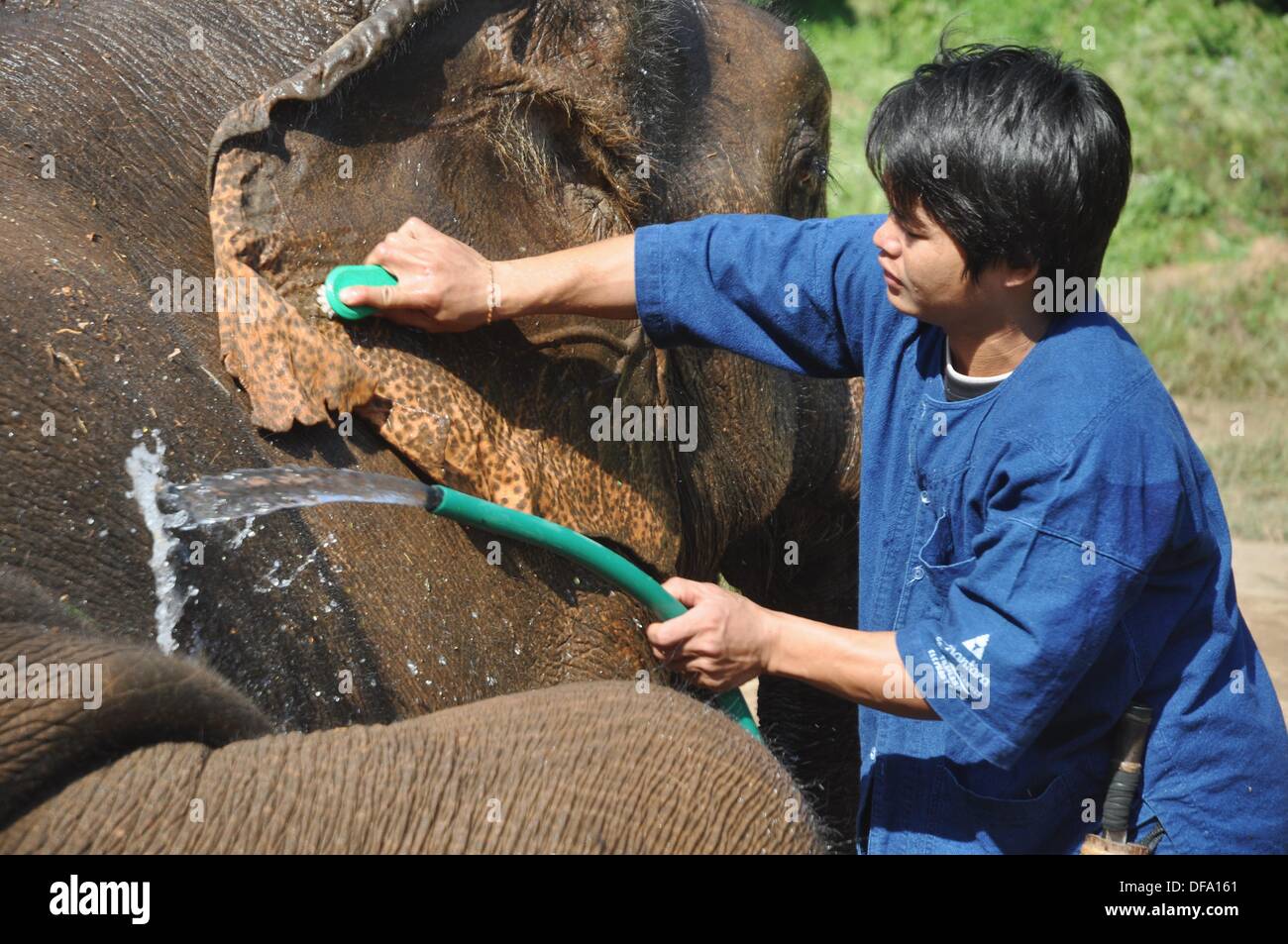 Chiang Saen (Thailand): a man washing an elephant at the Anantara ...