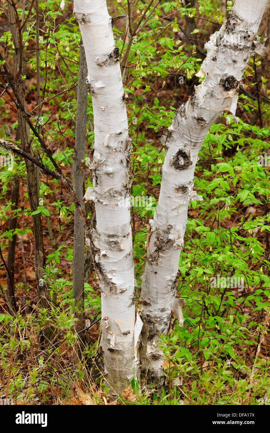 Betula papyrifera paper birch hi-res stock photography and images - Alamy