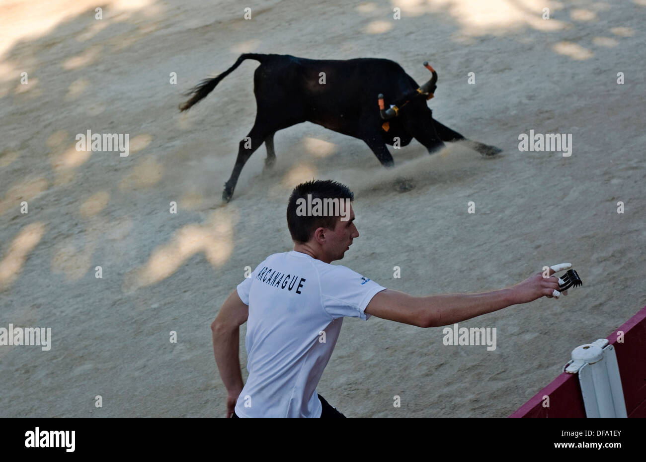 Bull in Course camarguaise arena Fontvieille France - course ...